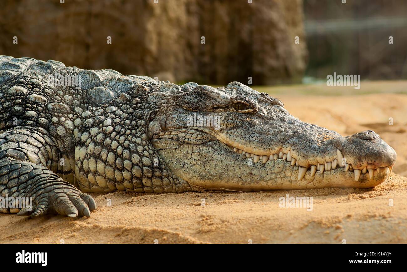Crocodile Side View High Resolution Stock Photography and Images - Alamy