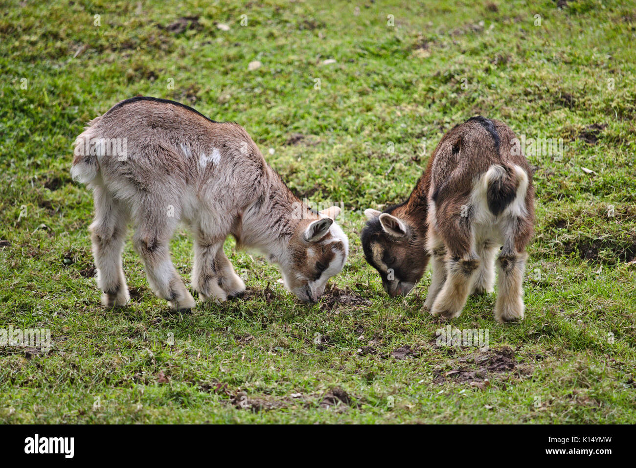 Two children playing with a goat hi-res stock photography and images ...