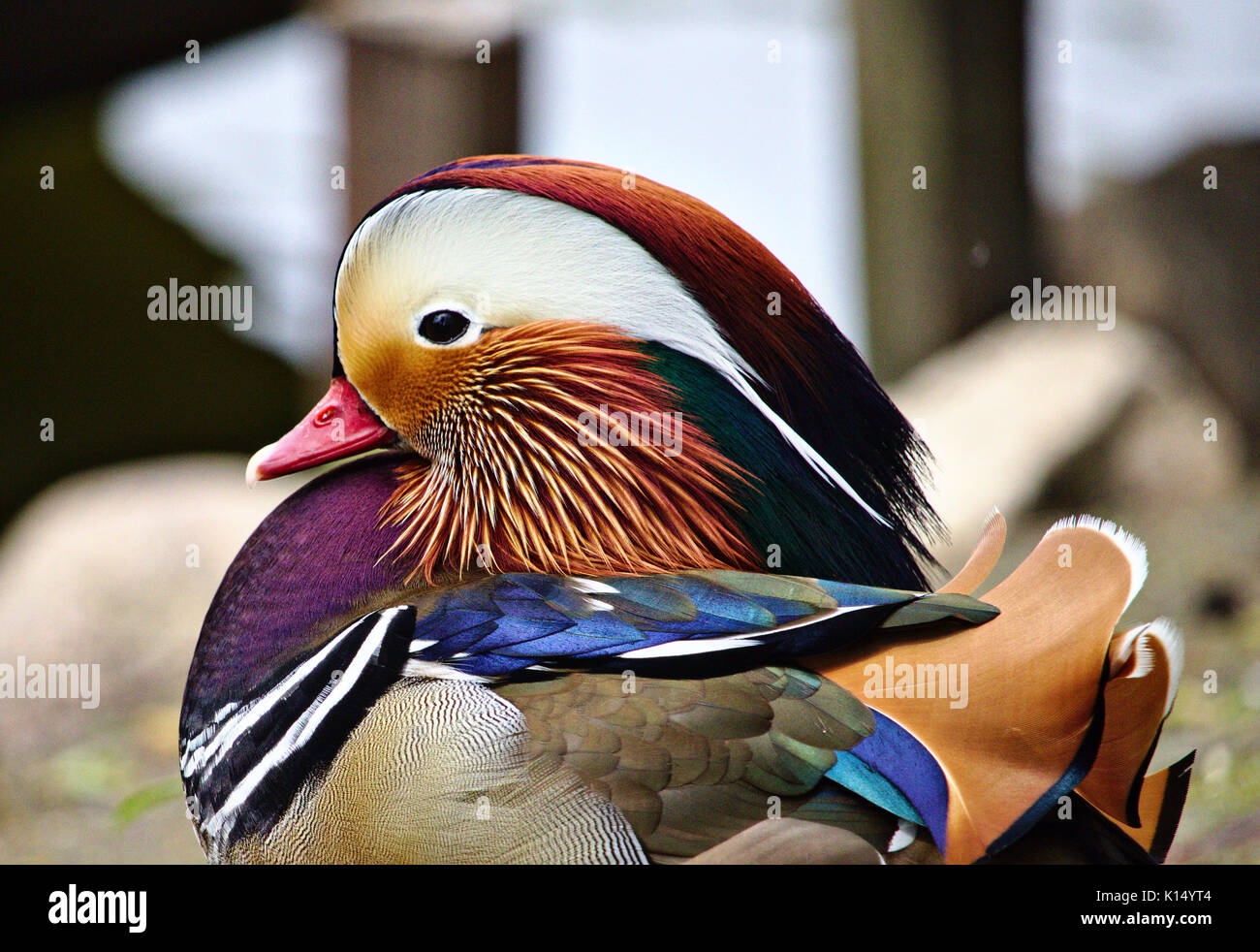 Portrait mandarin duck hi-res stock photography and images - Alamy
