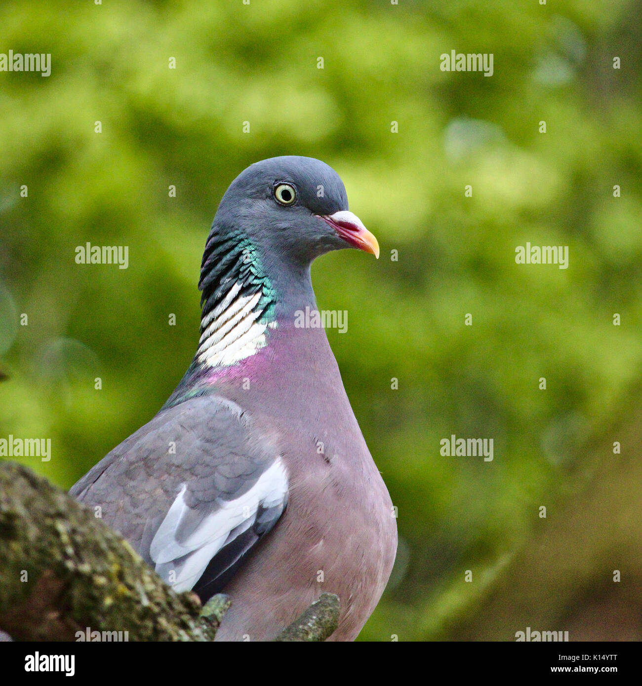 Common wood pigeon hi-res stock photography and images - Alamy