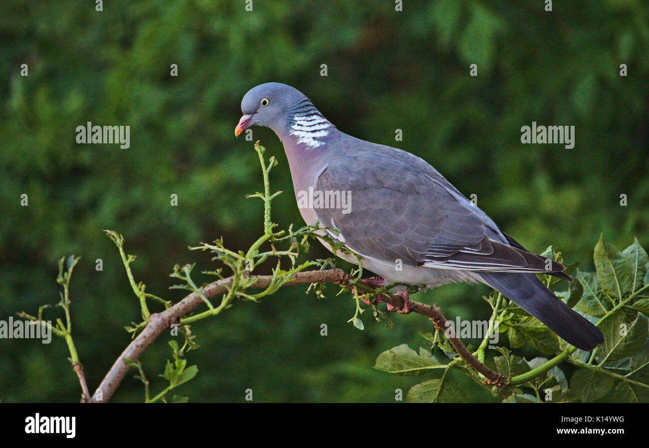 Common wood pigeon hi-res stock photography and images - Alamy