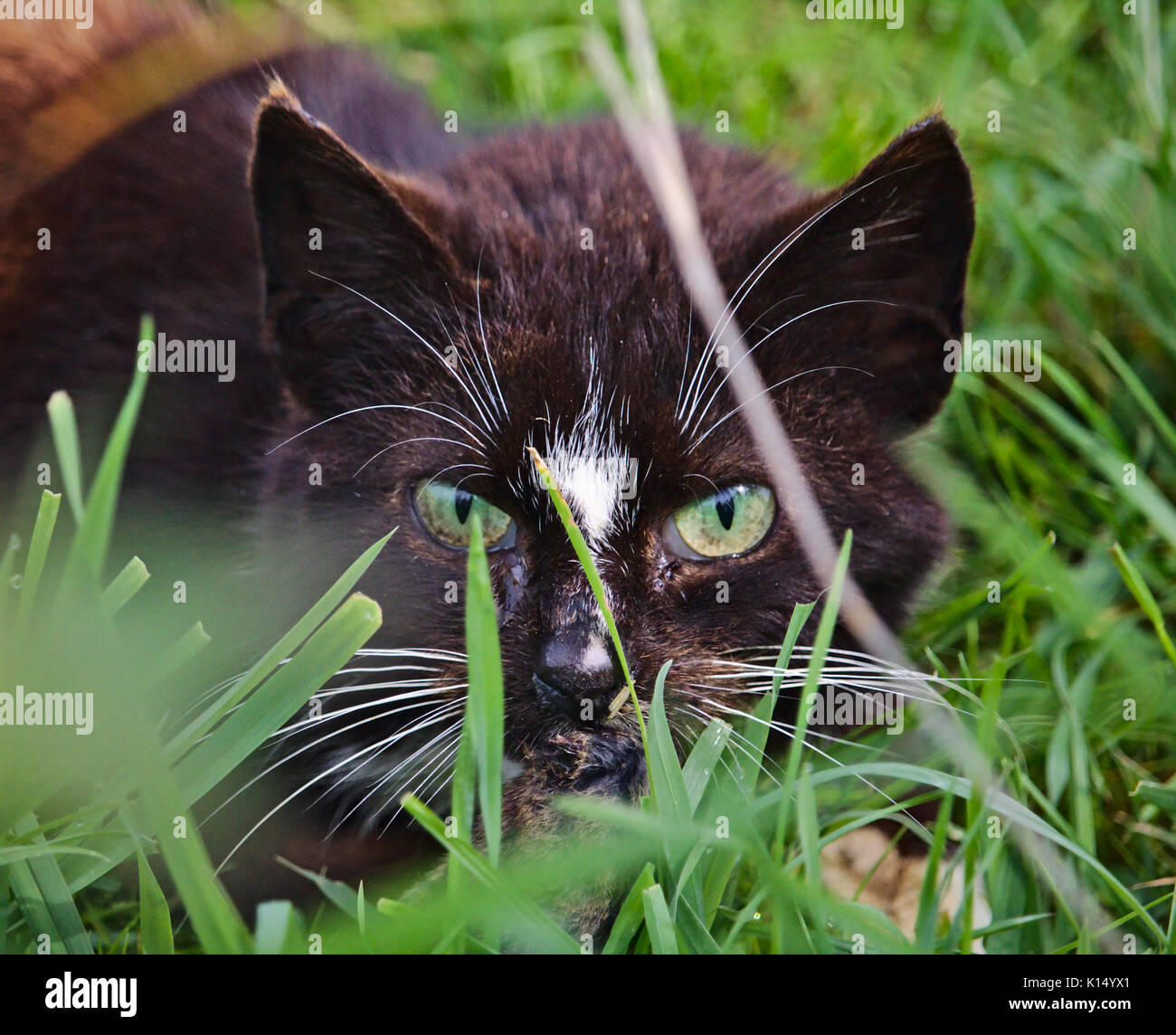 Stare eyes hi-res stock photography and images - Alamy
