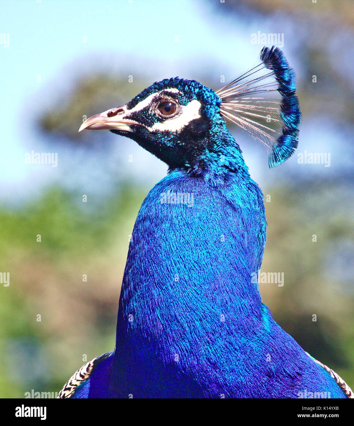 Crown of peacock hi-res stock photography and images - Alamy