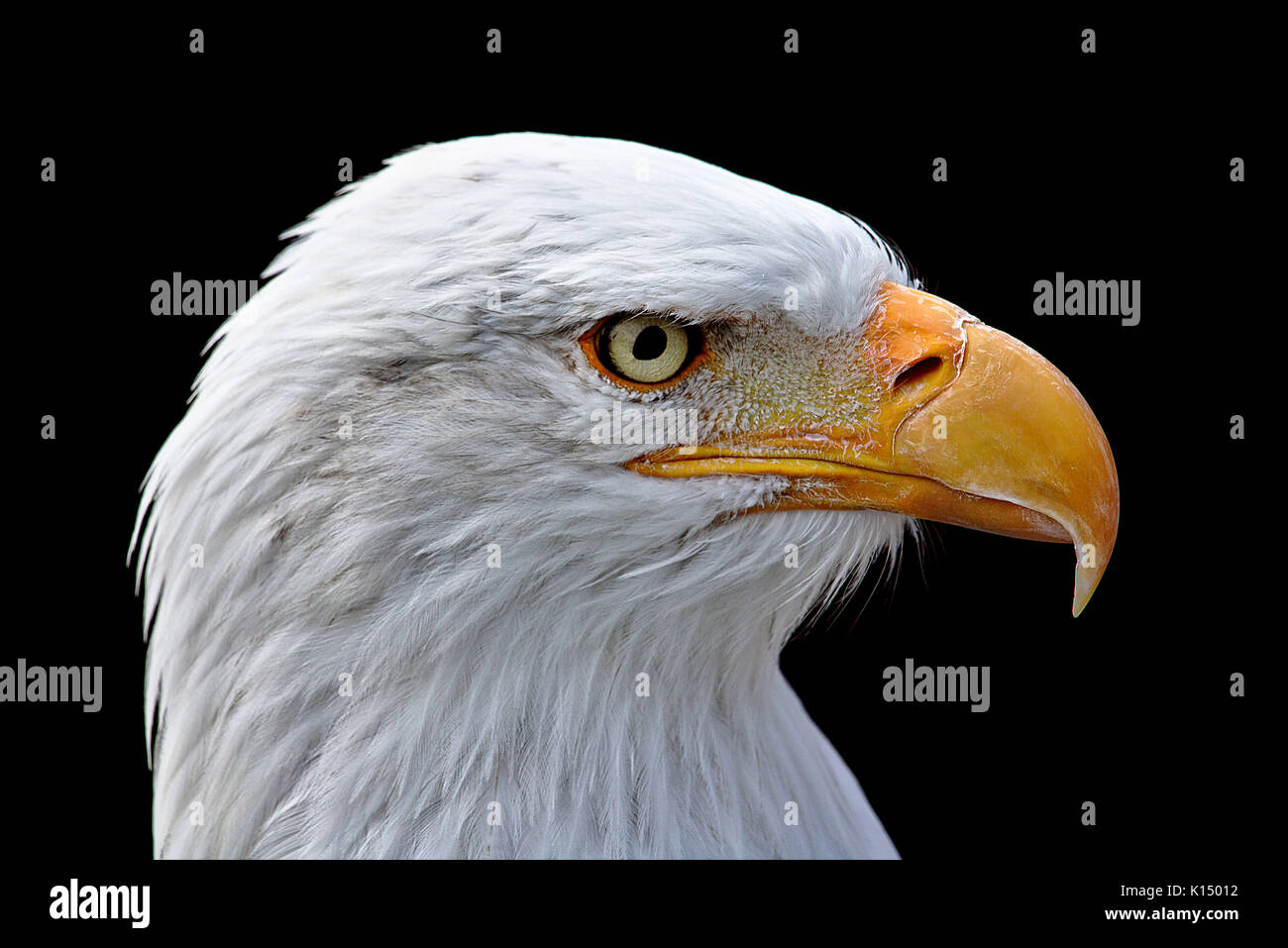 Closeup portrait of a bald eagle Stock Photo - Alamy