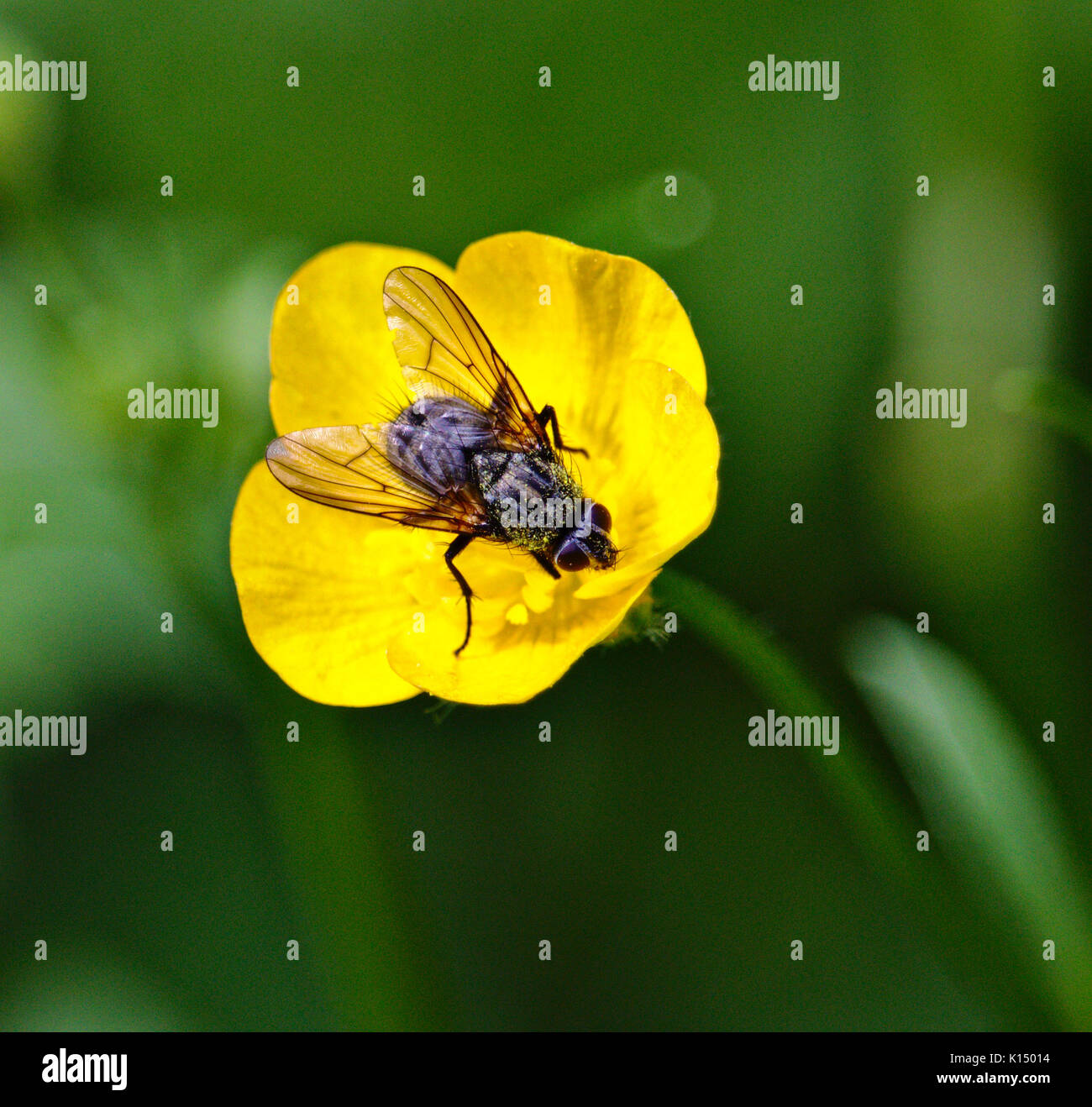 Buttercup closeup hi-res stock photography and images - Alamy