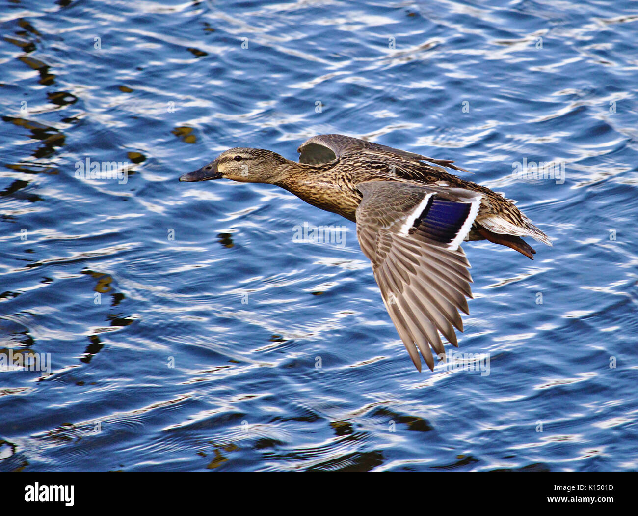 Duck flying over water hi-res stock photography and images - Alamy