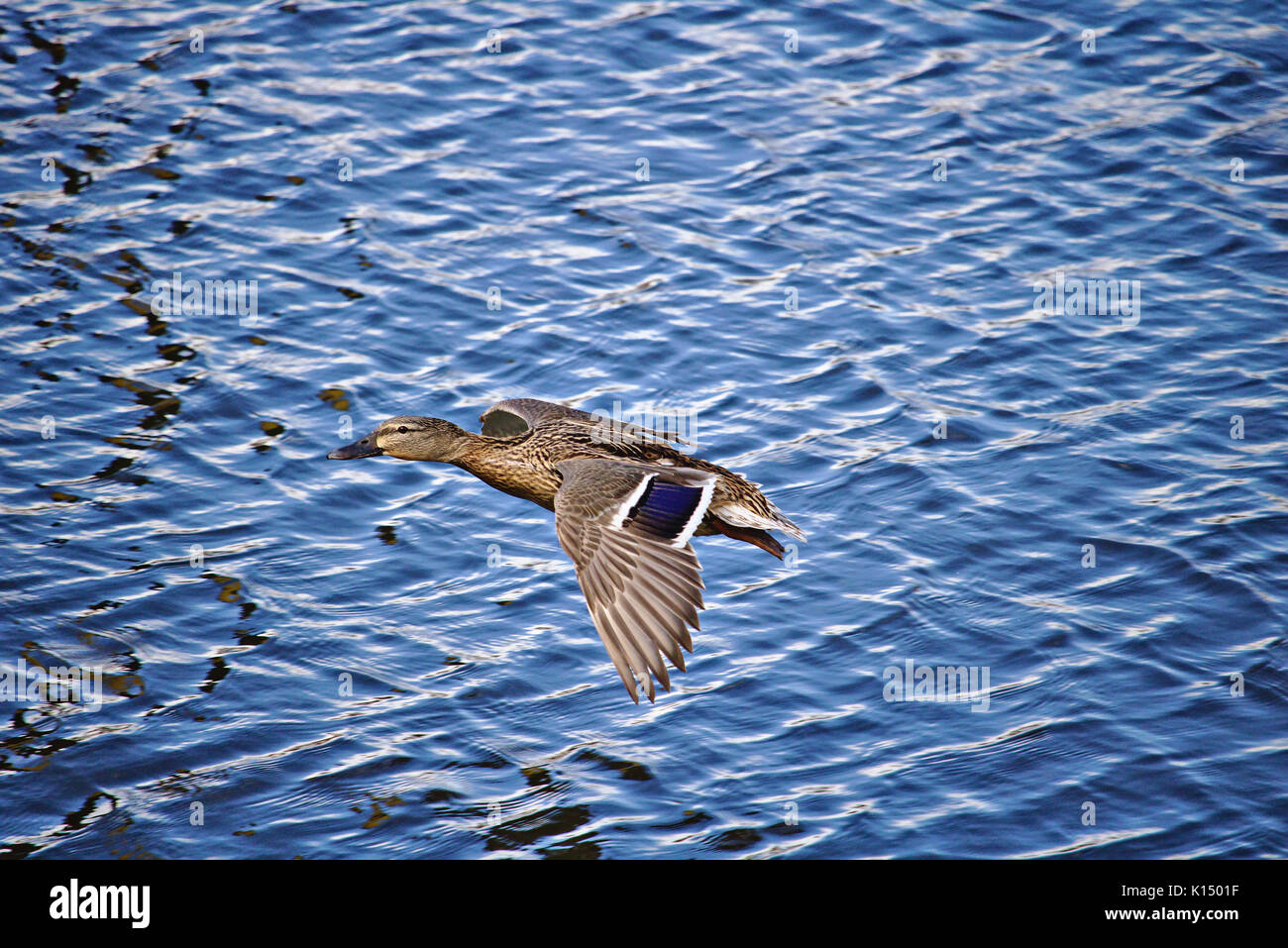 Flight over surface lake hi-res stock photography and images - Alamy