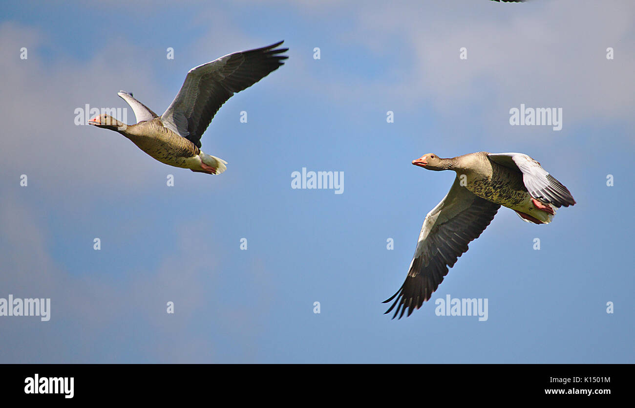 Grey goose in flight hi-res stock photography and images - Alamy