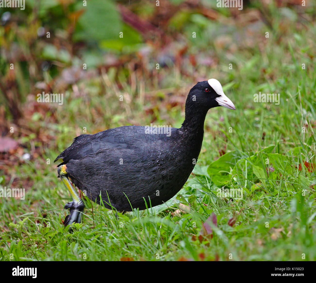 Common coot on the lakeshore Stock Photo - Alamy