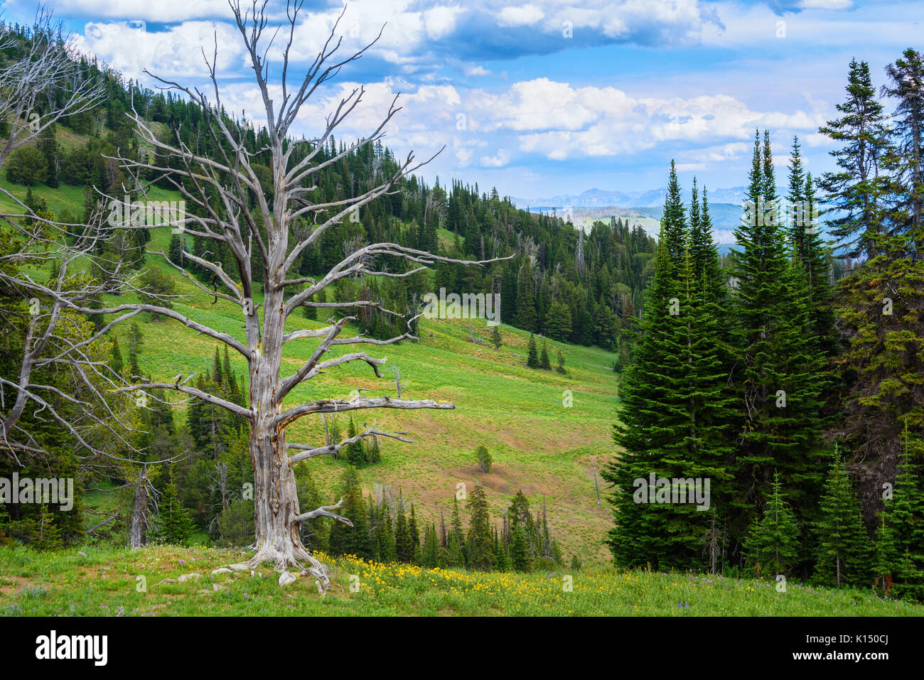 Leafless giant tree hi-res stock photography and images - Alamy