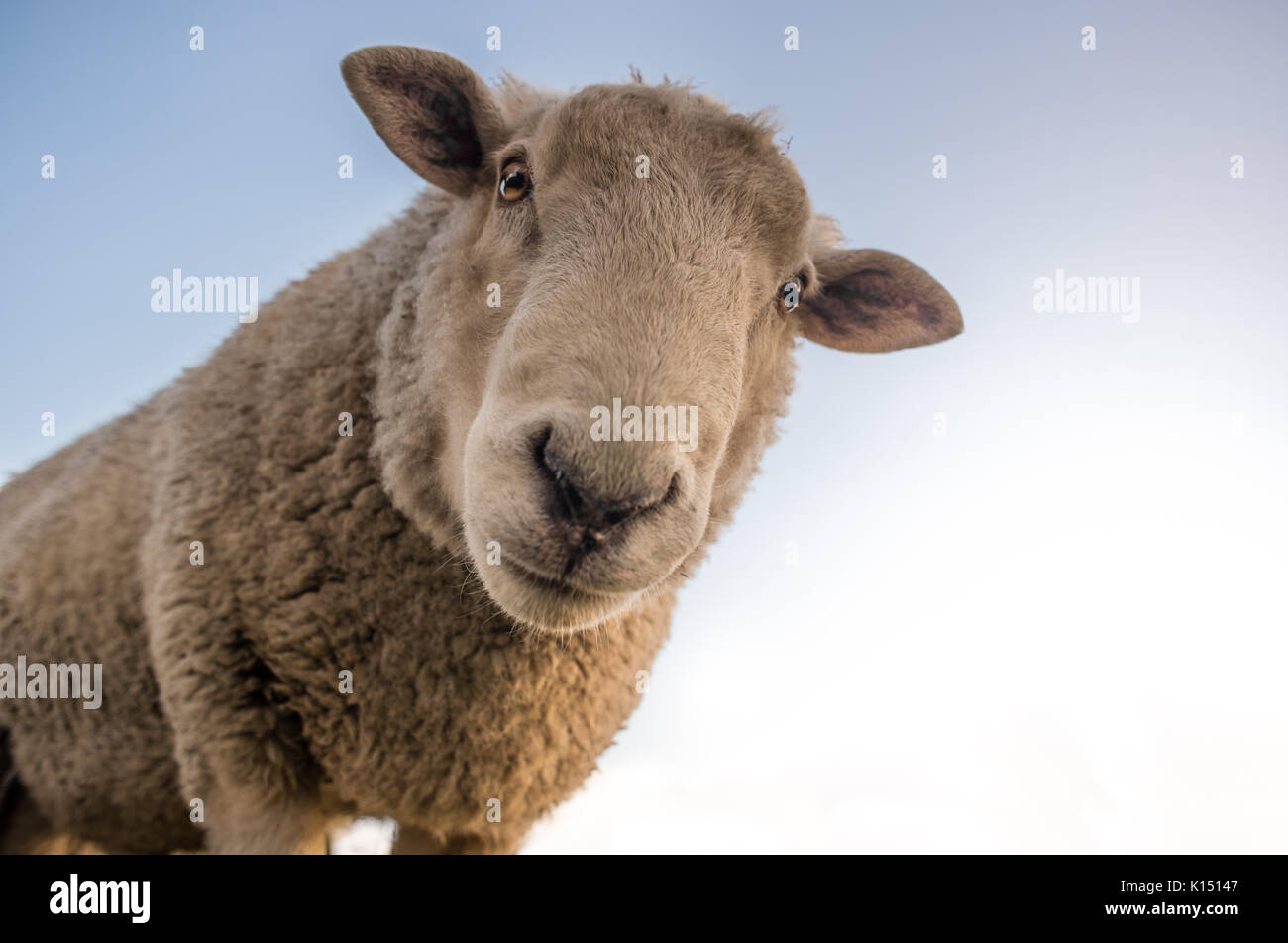 Sheep Mutton High Resolution Stock Photography and Images - Alamy