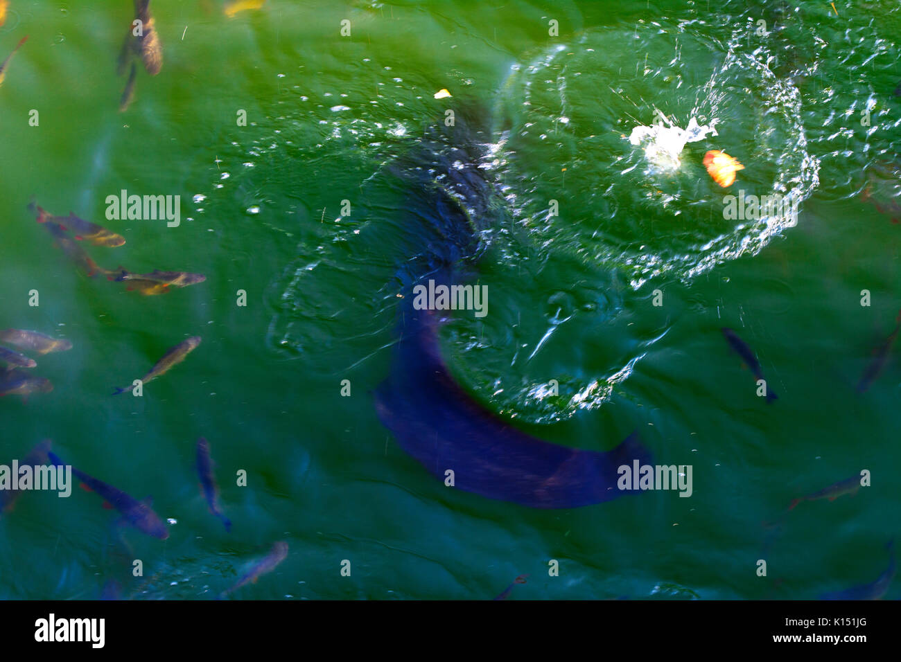 Fish catfish and ide live in ponds to cool the Chernobyl nuclear power ...