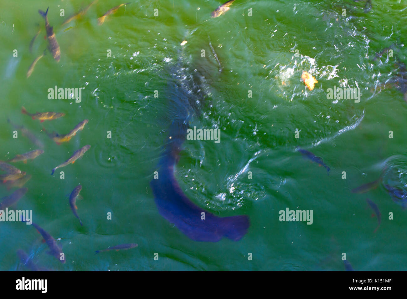 Mutated Fish Chernobyl Diaries