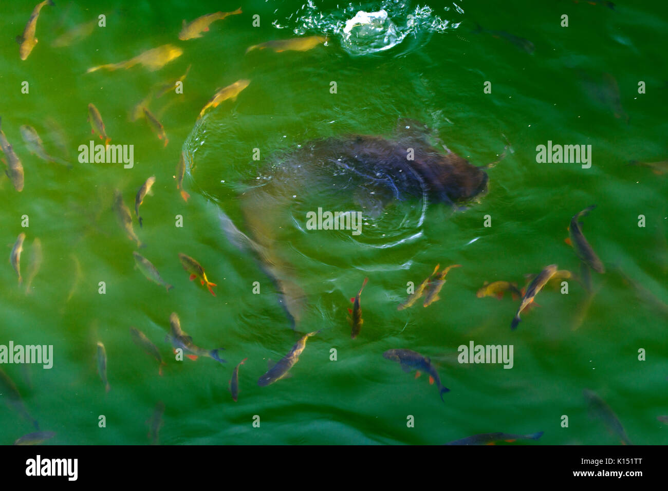 Chernobyl Disaster Fish