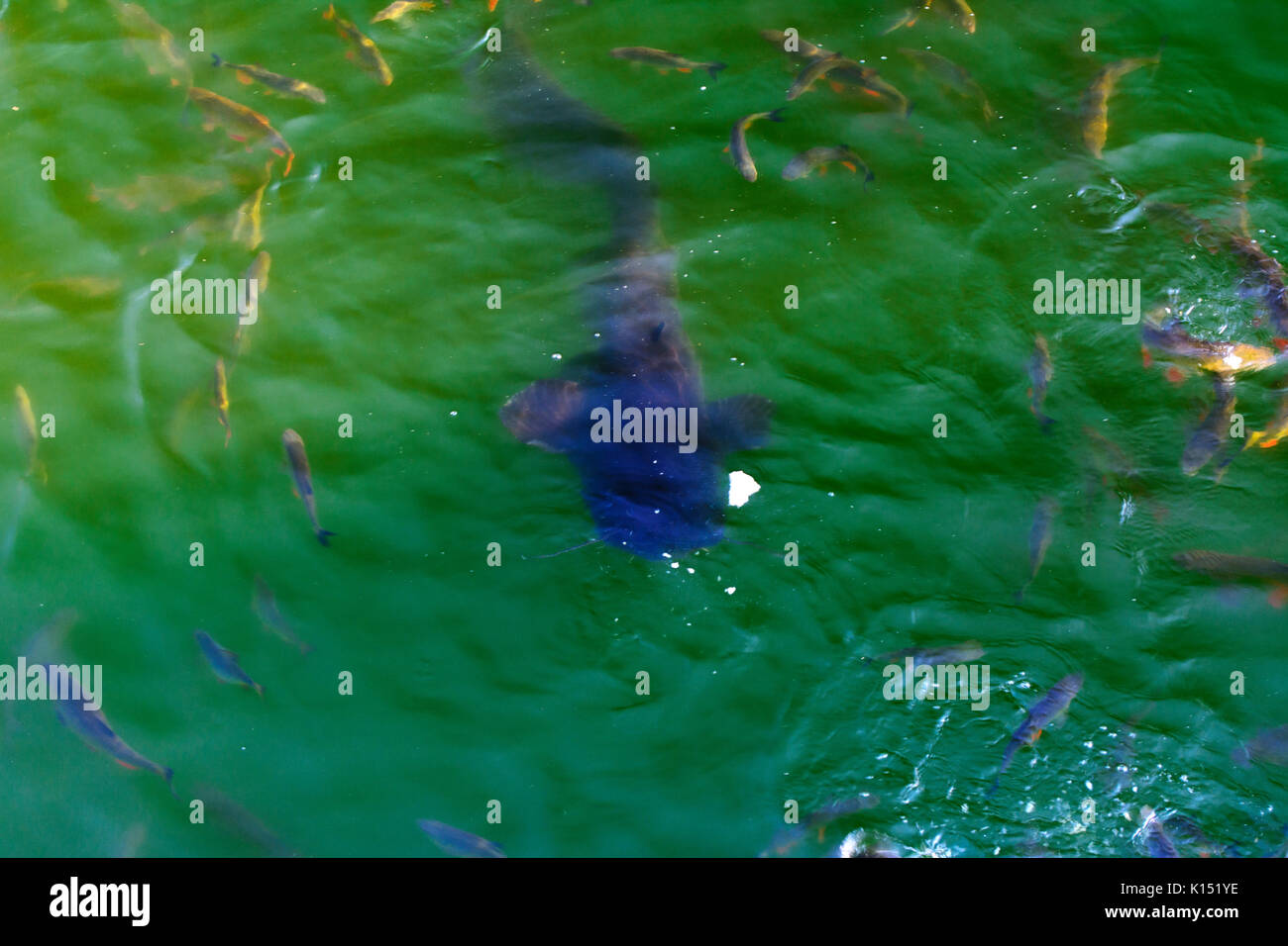 Fish catfish and ide live in ponds to cool the Chernobyl nuclear power ...