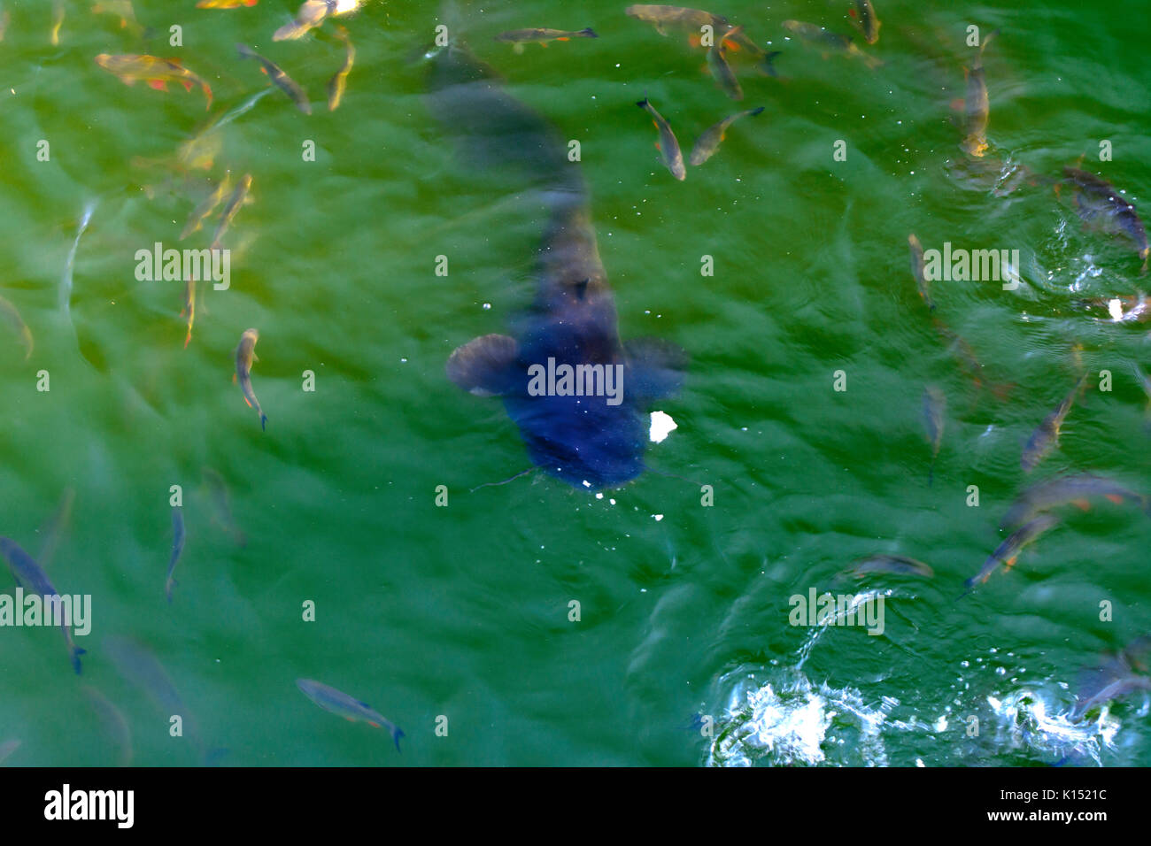 Chernobyl catfish hi-res stock photography and images - Alamy