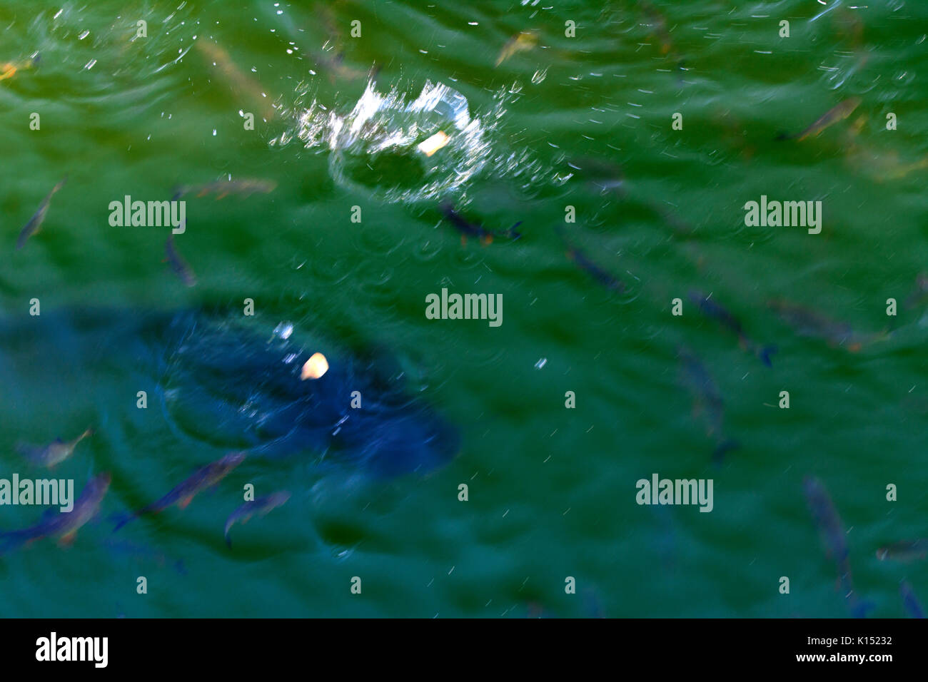 Fish catfish and ide live in ponds to cool the Chernobyl nuclear power ...