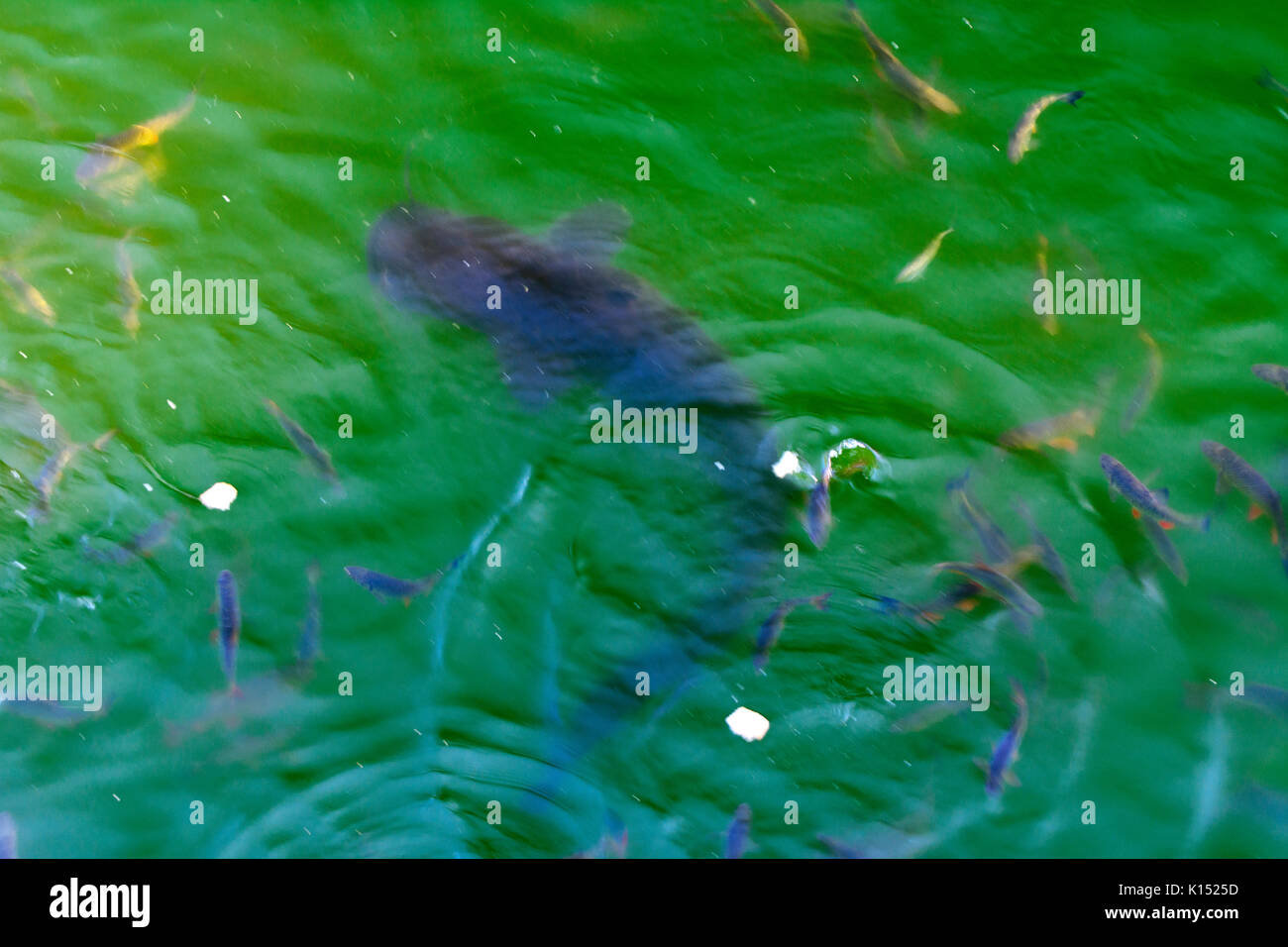 Fish catfish and ide live in ponds to cool the Chernobyl nuclear power ...