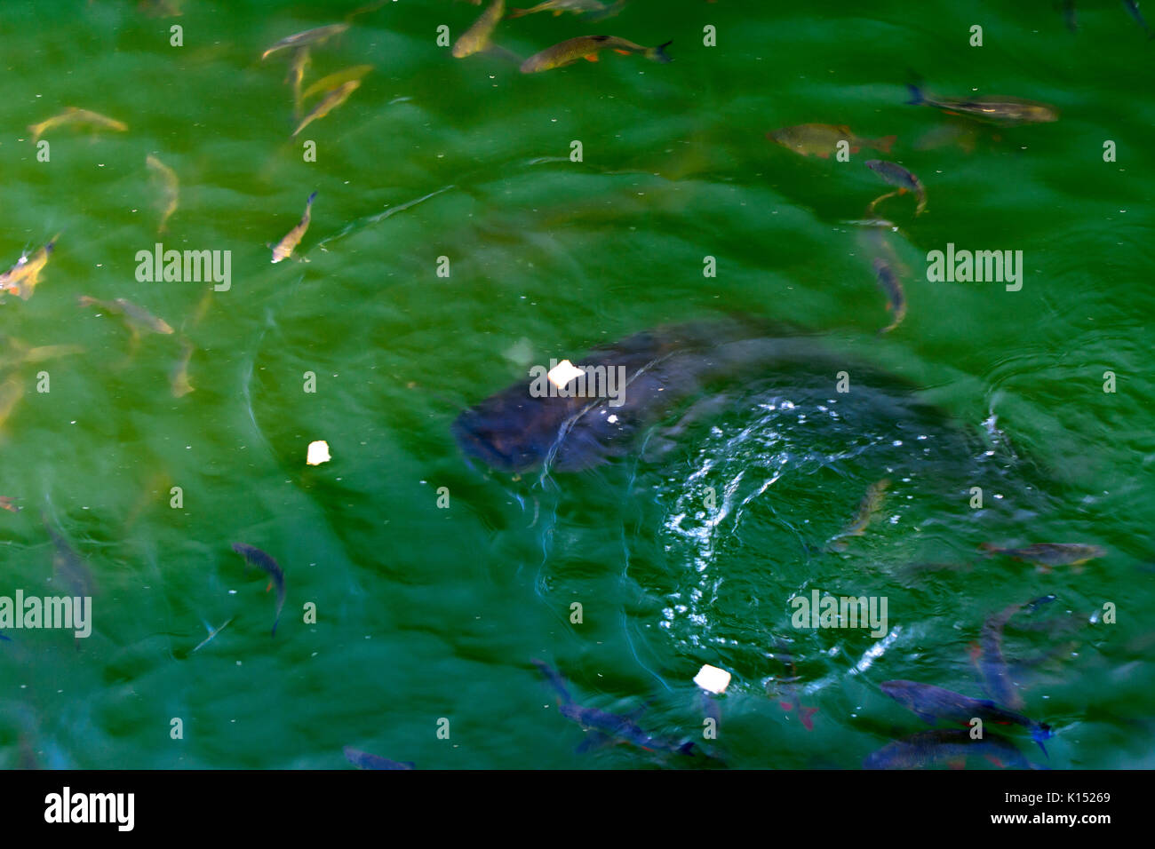 Chernobyl catfish hi-res stock photography and images - Alamy