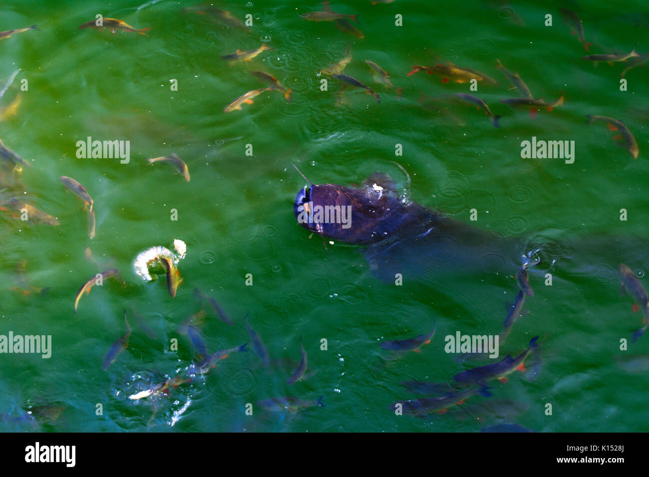 Fish catfish and ide live in ponds to cool the Chernobyl nuclear power ...