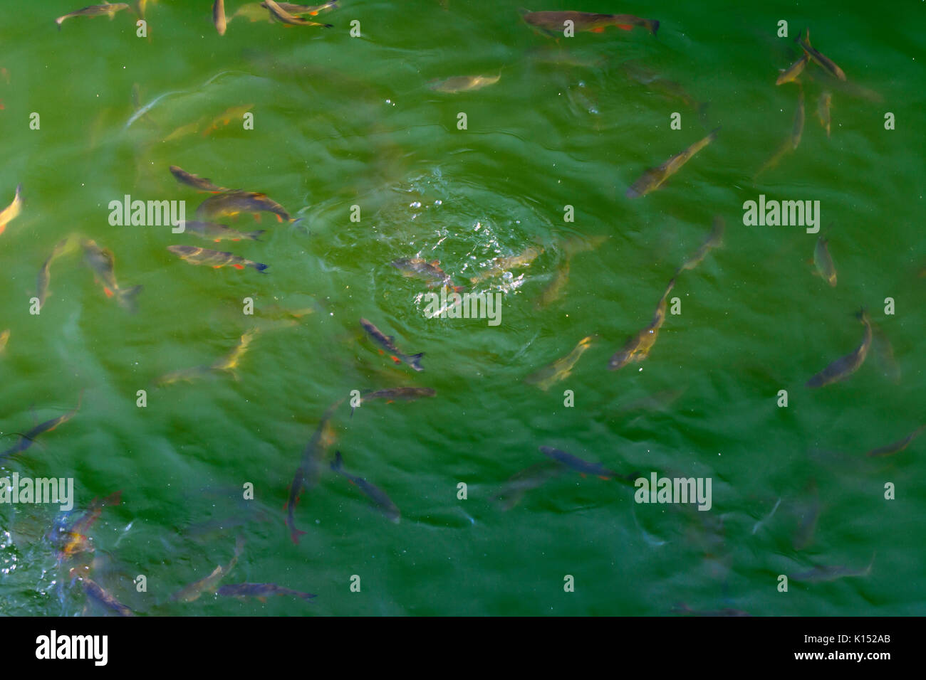 Fish catfish and ide live in ponds to cool the Chernobyl nuclear power ...