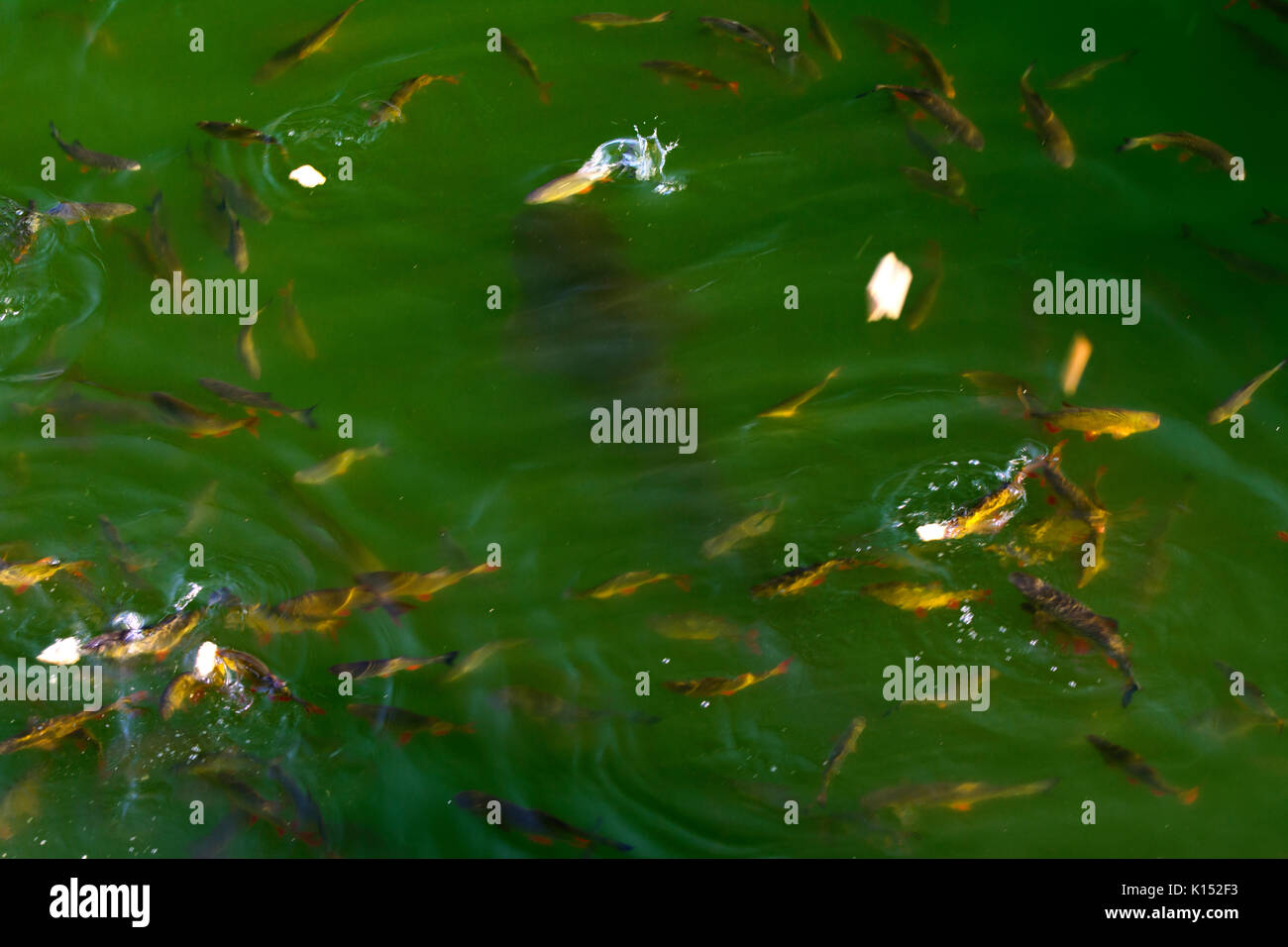 Fish catfish and ide live in ponds to cool the Chernobyl nuclear power ...