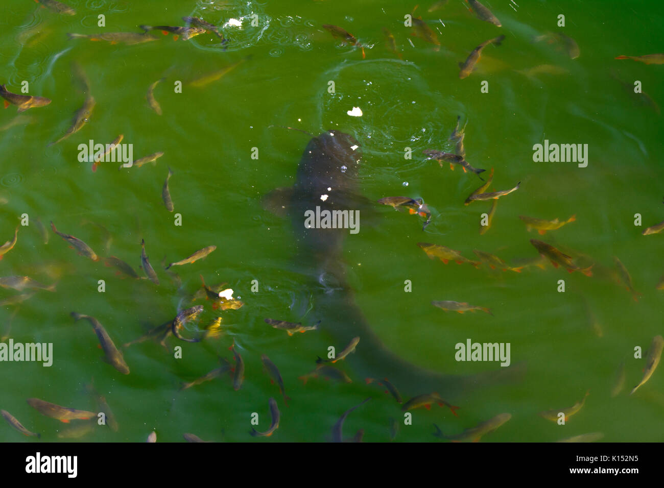 Fish catfish and ide live in ponds to cool the Chernobyl nuclear power ...
