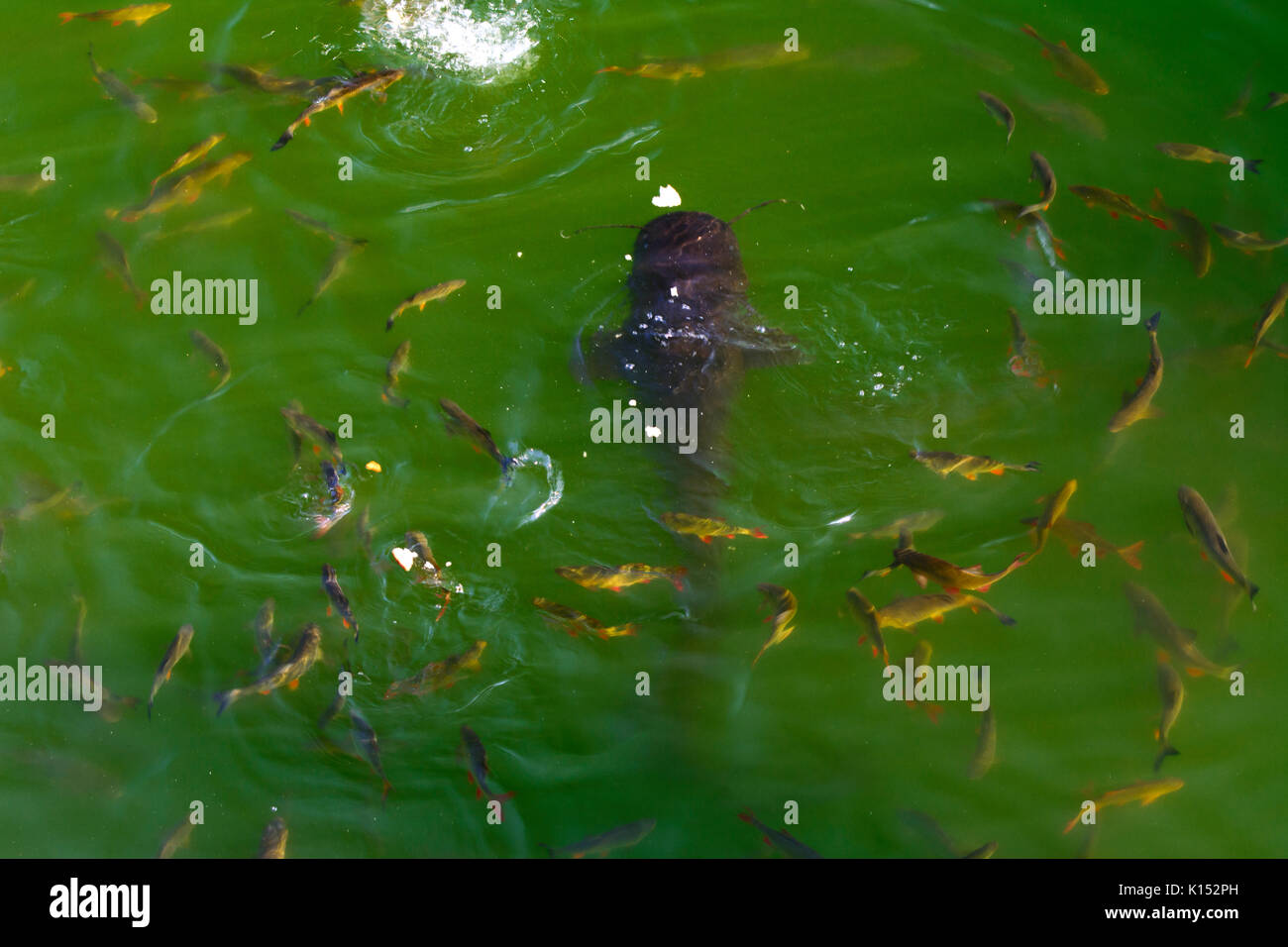 Mutated Fish Chernobyl Diaries