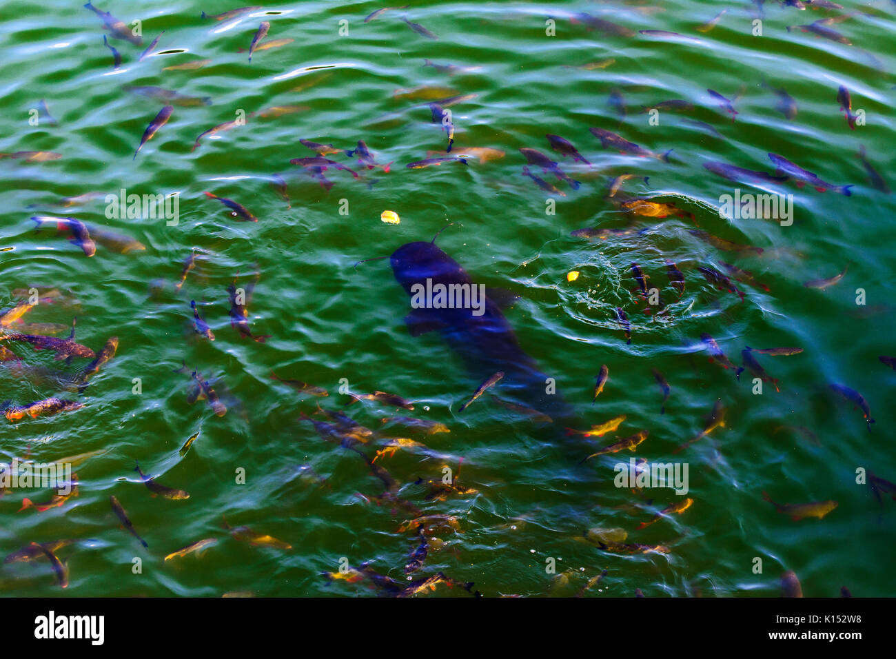 Fish catfish and ide live in ponds to cool the Chernobyl nuclear power ...