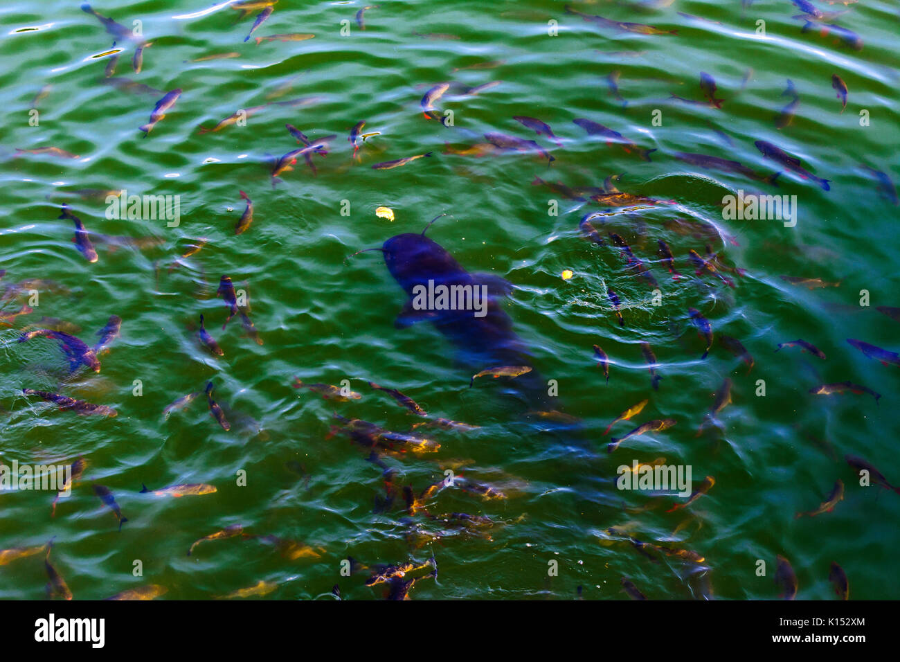 Fish catfish and ide live in ponds to cool the Chernobyl nuclear power ...