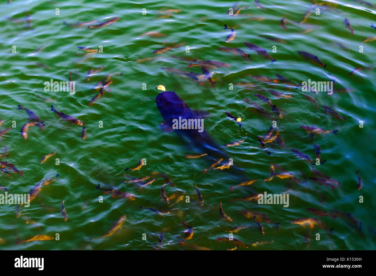 Chernobyl catfish hi-res stock photography and images - Alamy
