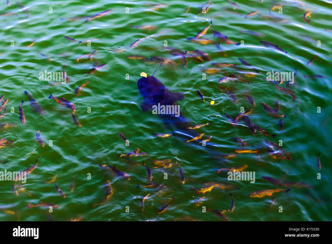Fish catfish and ide live in ponds to cool the Chernobyl nuclear power ...