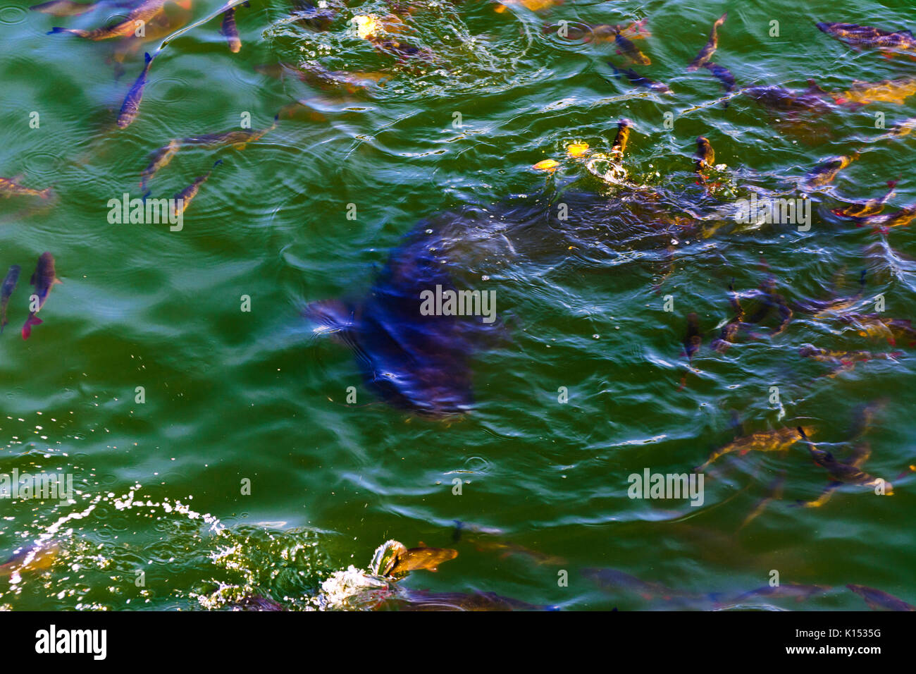 Fish catfish and ide live in ponds to cool the Chernobyl nuclear power ...