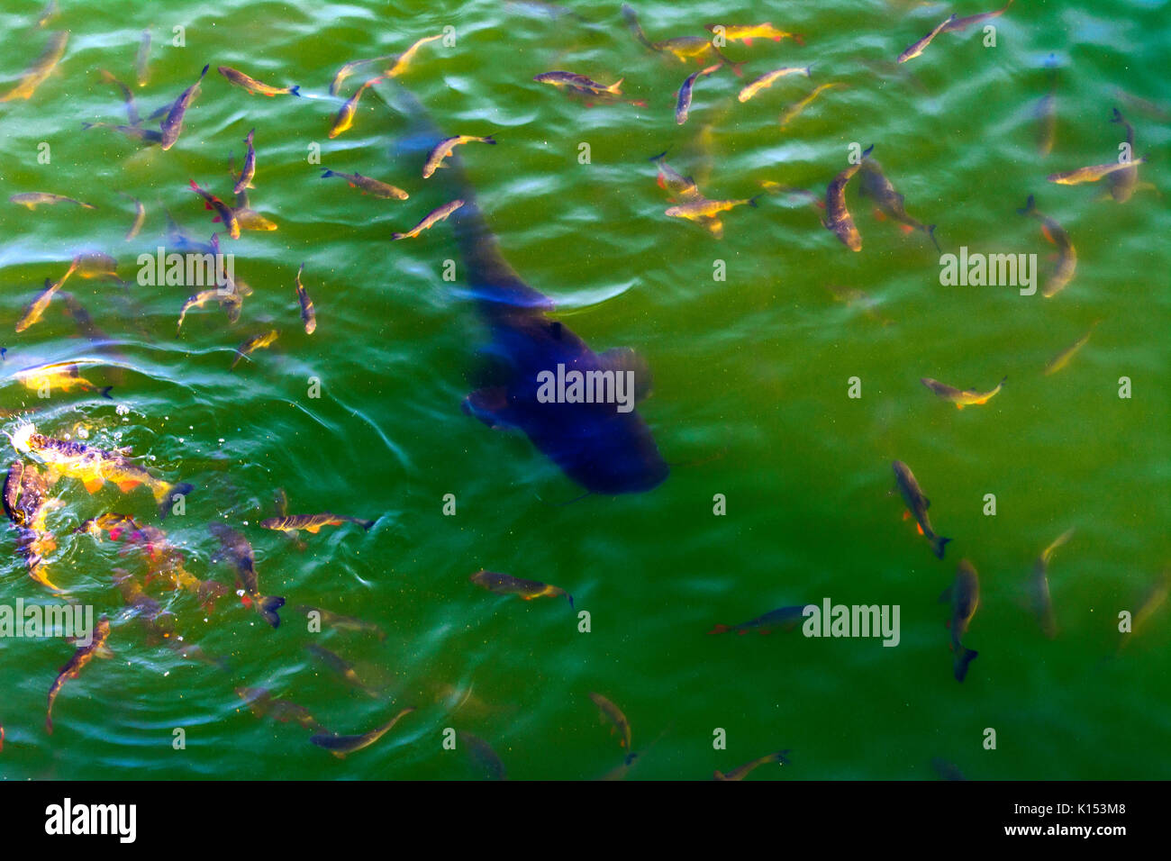 Chernobyl cooling pond hi-res stock photography and images - Alamy