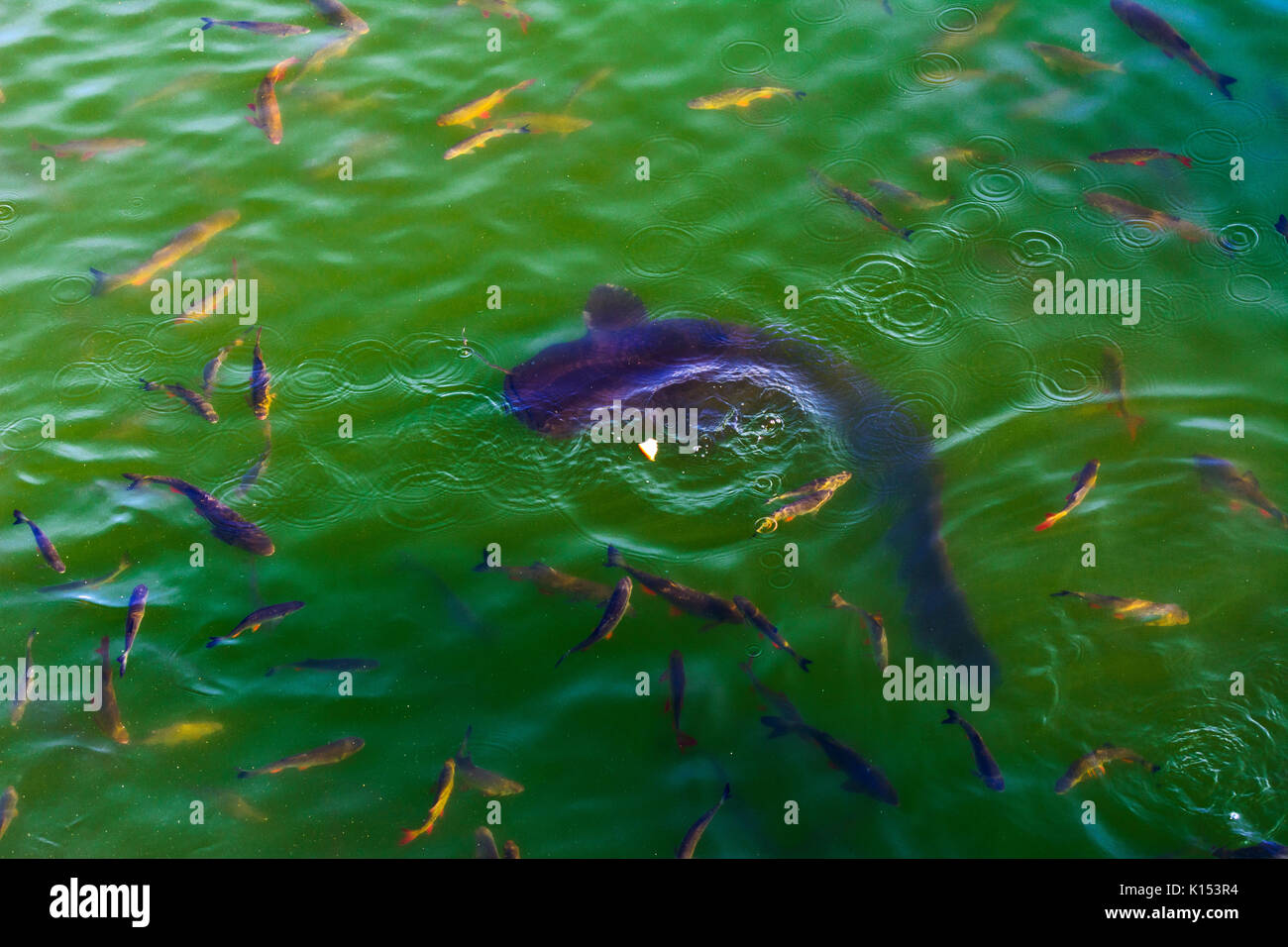 Fish catfish and ide live in ponds to cool the Chernobyl nuclear power ...