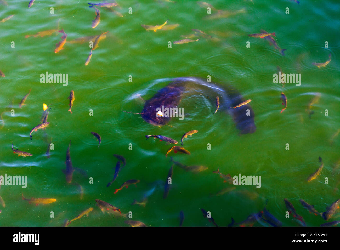 Fish catfish and ide live in ponds to cool the Chernobyl nuclear power ...