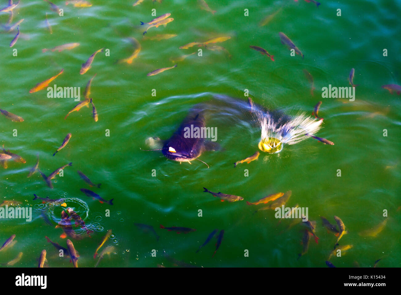 Fish catfish and ide live in ponds to cool the Chernobyl nuclear power ...