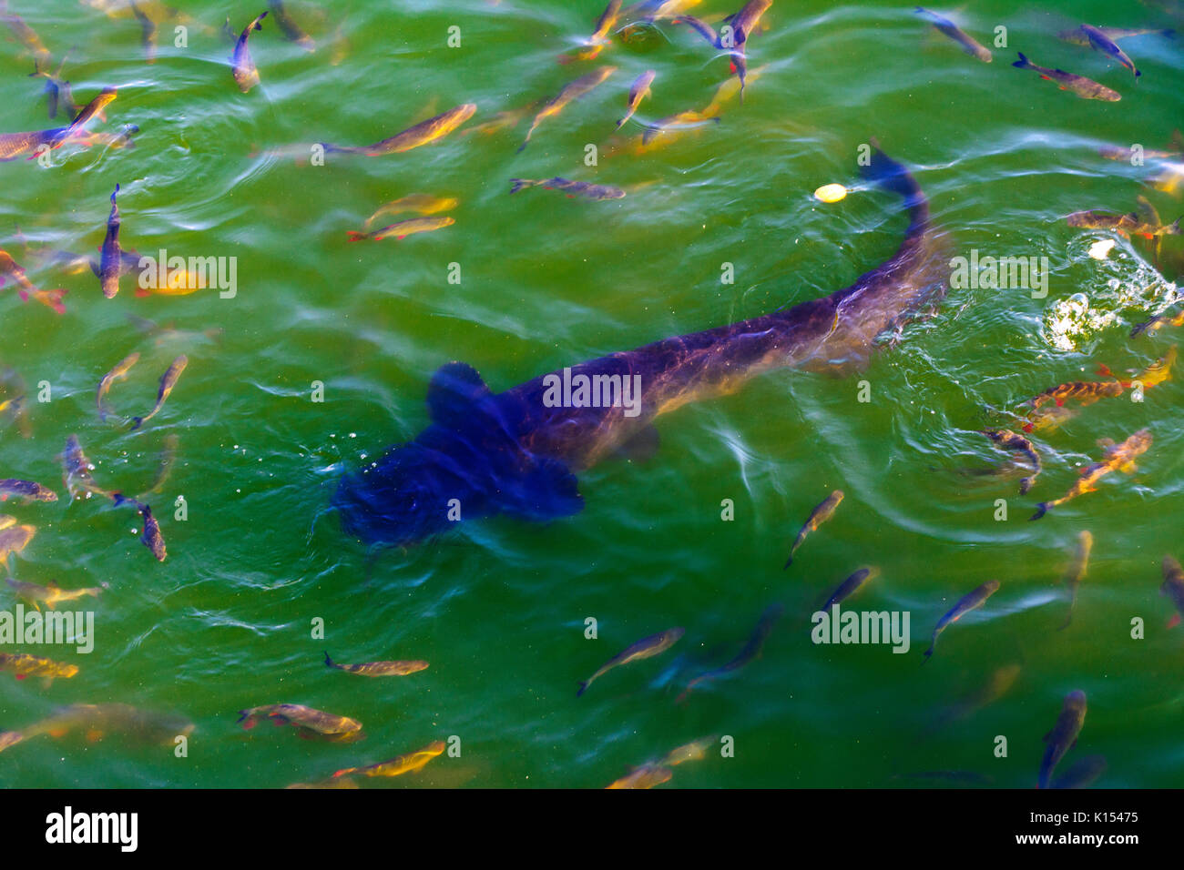 Chernobyl Mutant Fish