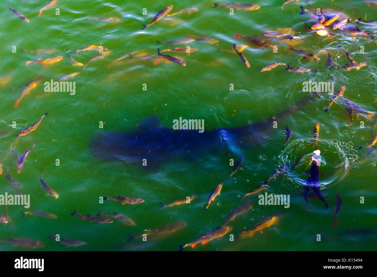 Fish catfish and ide live in ponds to cool the Chernobyl nuclear power ...