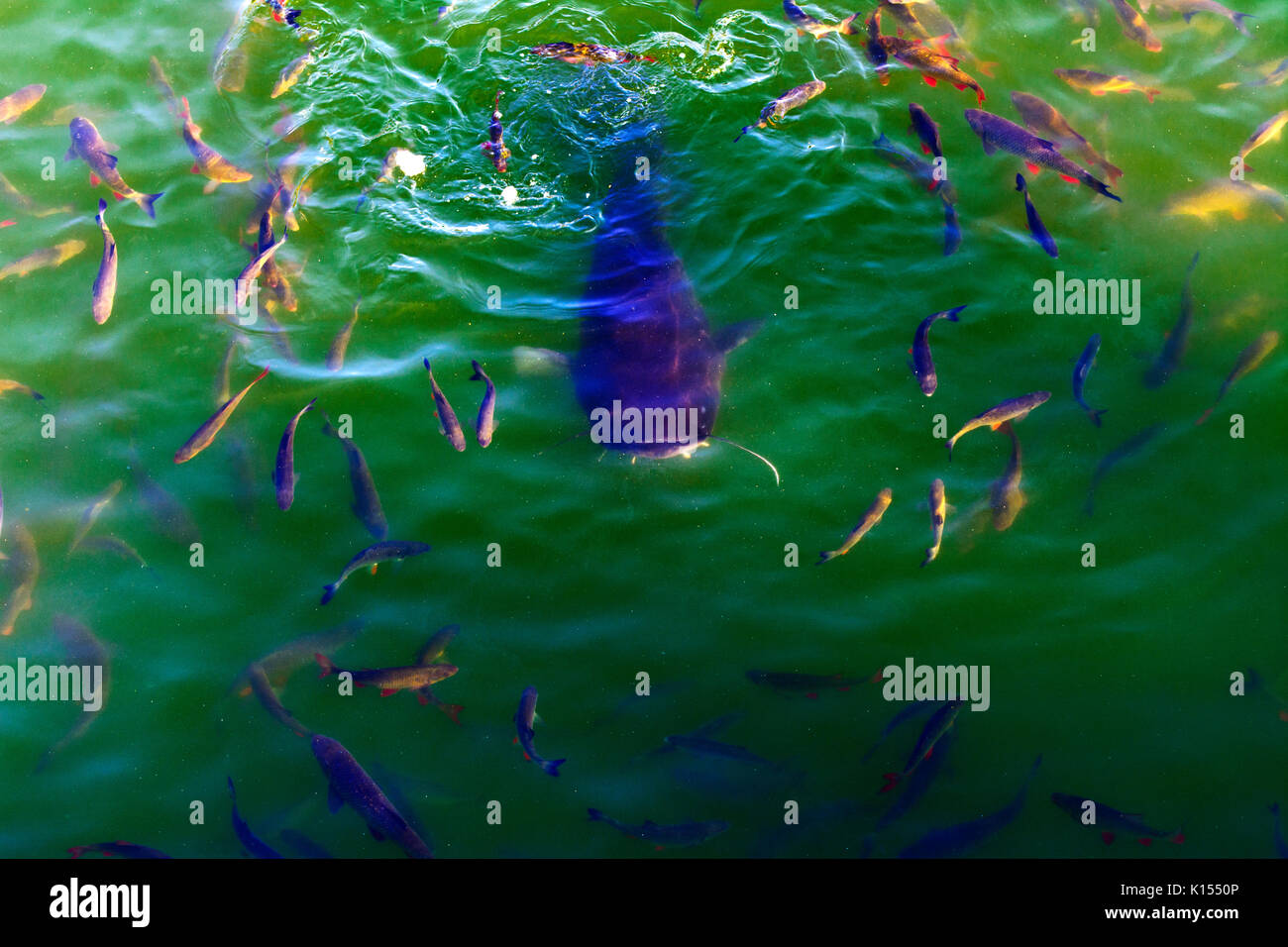 Chernobyl catfish hi-res stock photography and images - Alamy