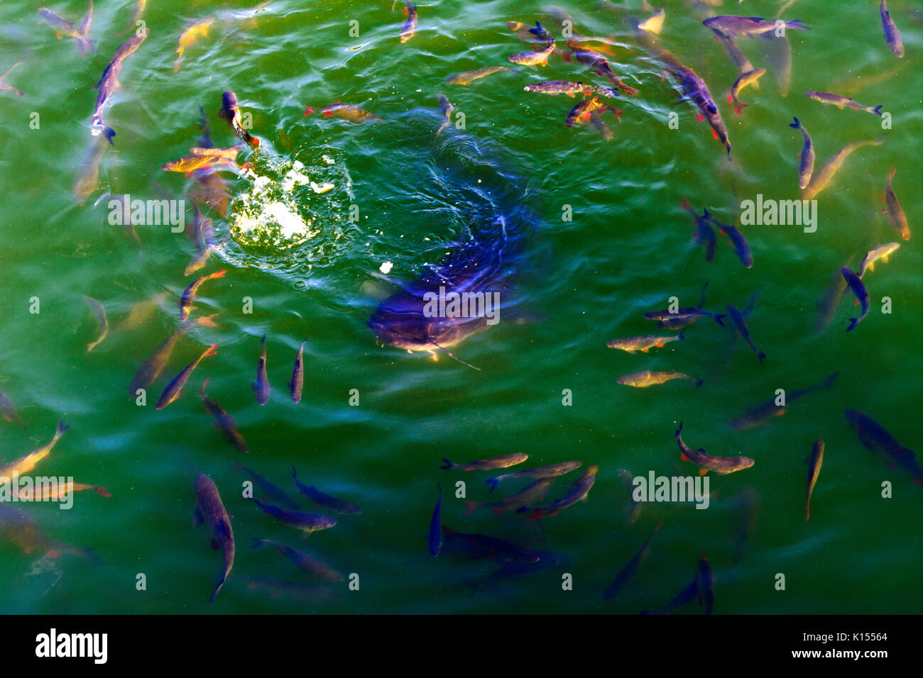 Fish catfish and ide live in ponds to cool the Chernobyl nuclear power ...
