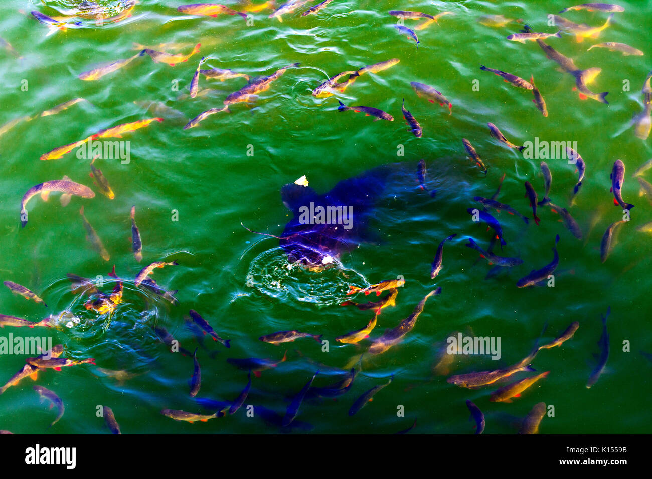 Fish catfish and ide live in ponds to cool the Chernobyl nuclear power ...