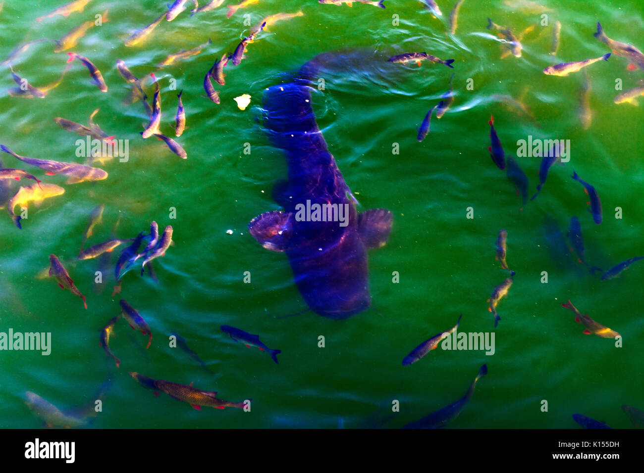 Fish catfish and ide live in ponds to cool the Chernobyl nuclear power ...