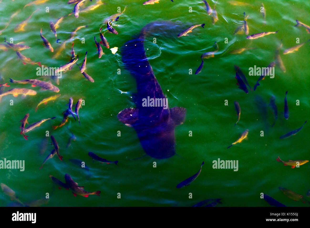 Fish catfish and ide live in ponds to cool the Chernobyl nuclear power ...