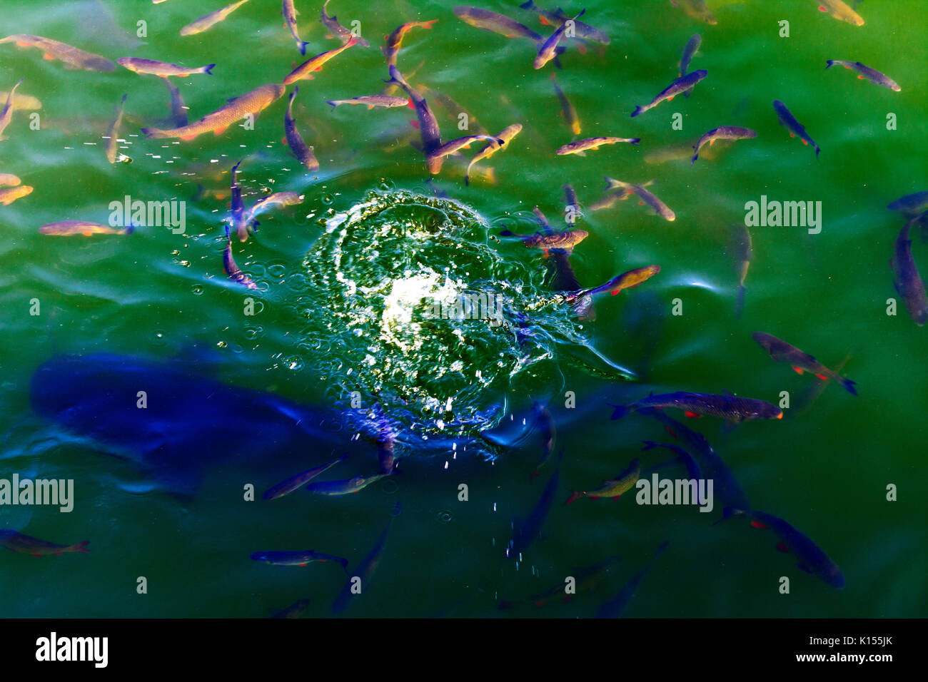Fish catfish and ide live in ponds to cool the Chernobyl nuclear power ...