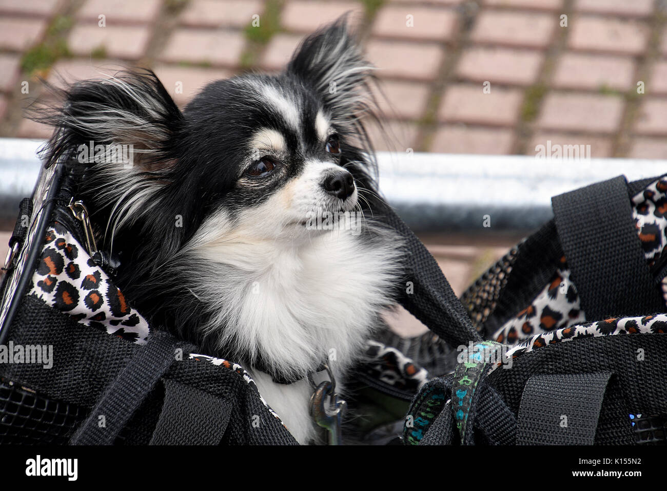 black and white Pomeranian in large purse Stock Photo - Alamy