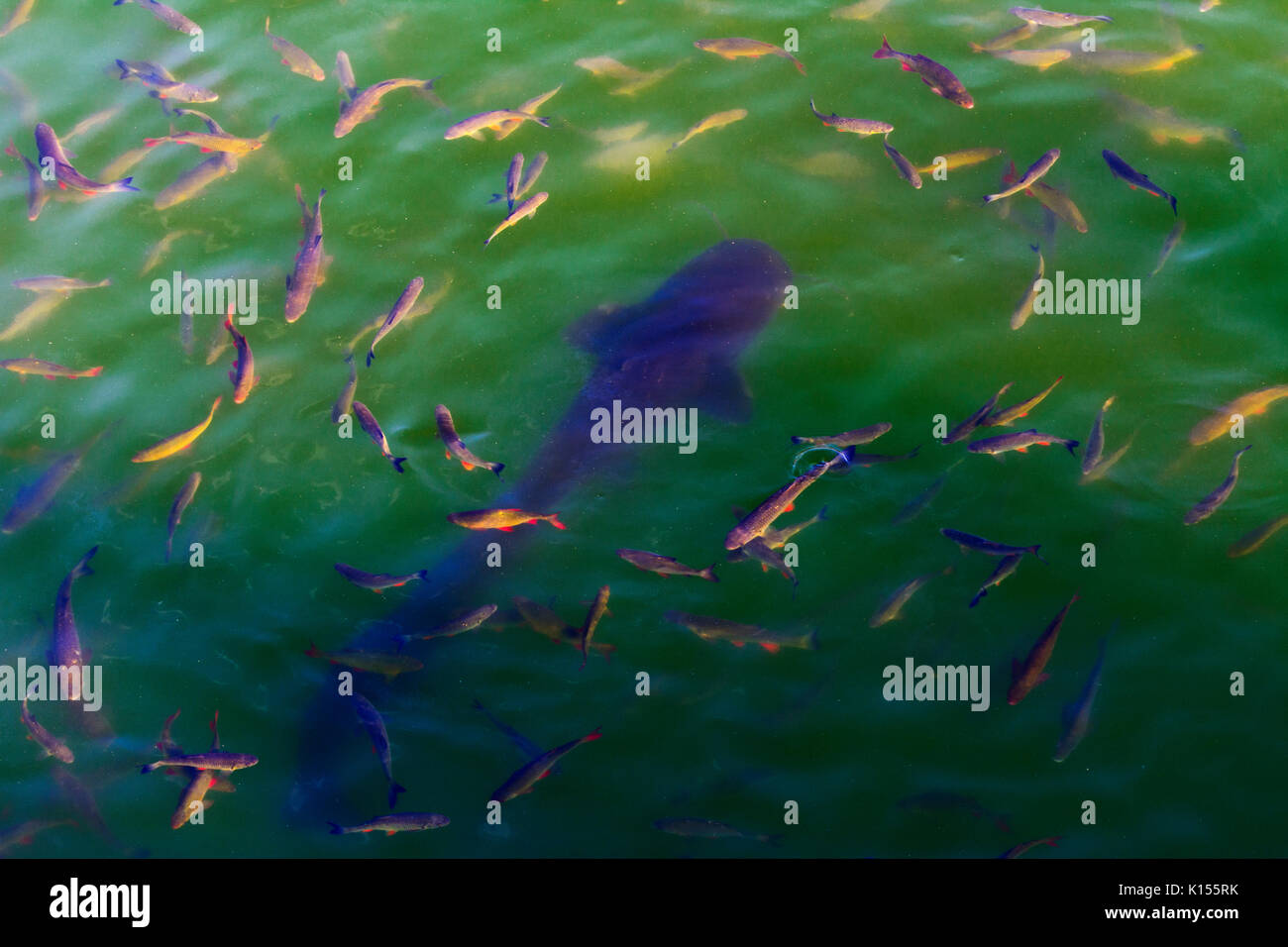 Chernobyl Disaster Fish