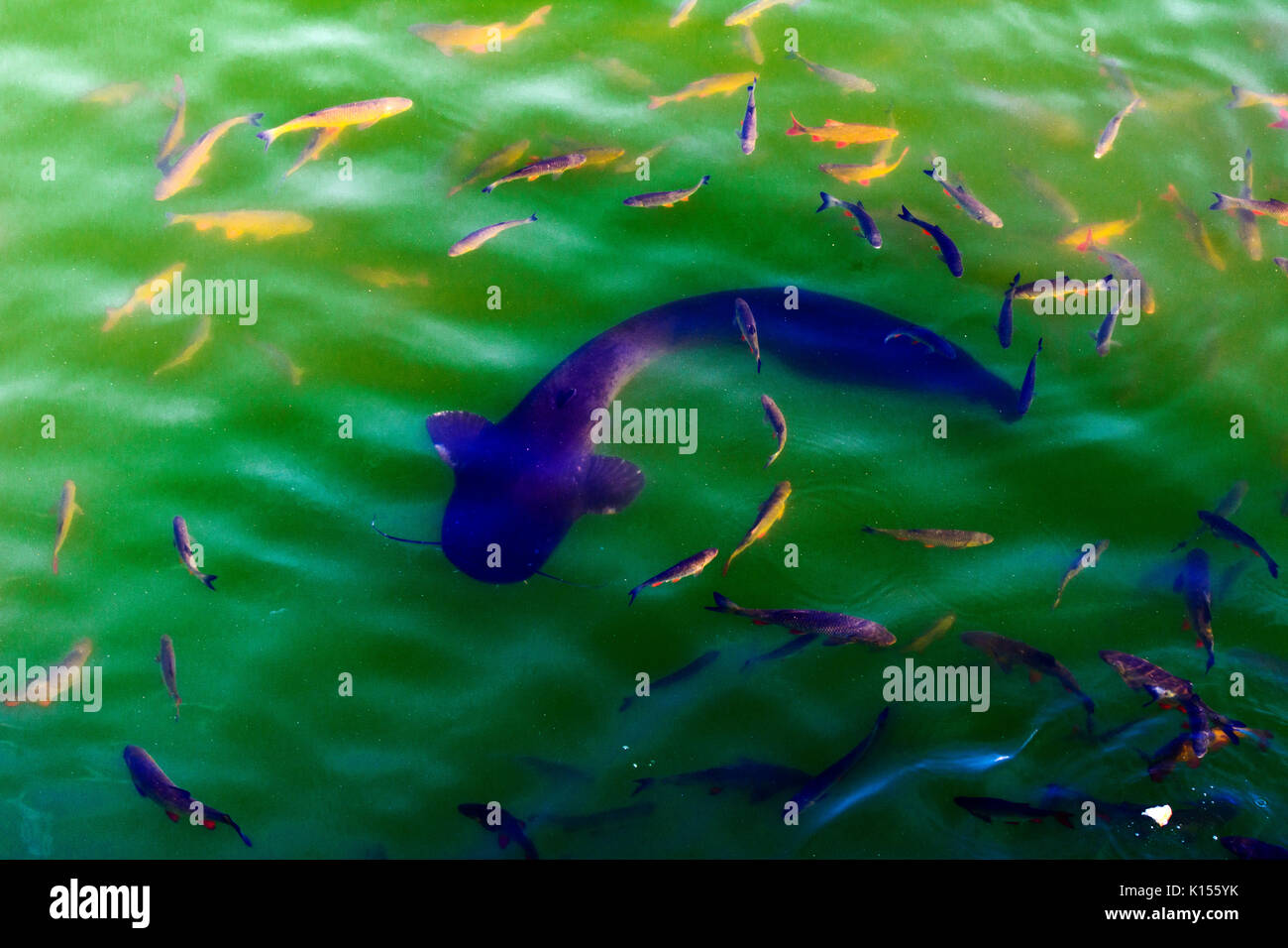 Fish catfish and ide live in ponds to cool the Chernobyl nuclear power ...