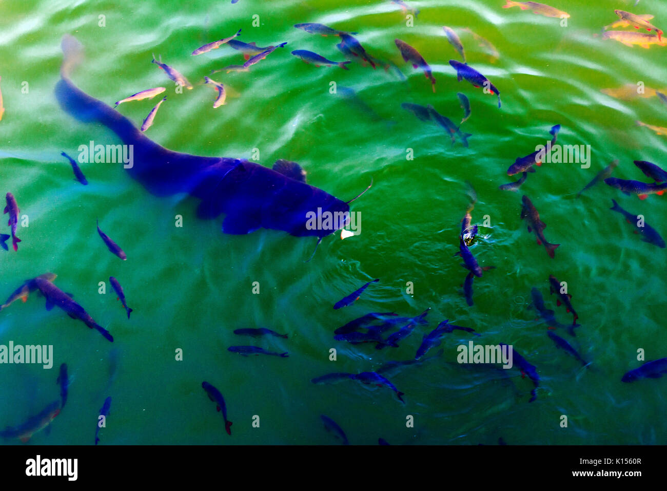 Fish catfish and ide live in ponds to cool the Chernobyl nuclear power ...