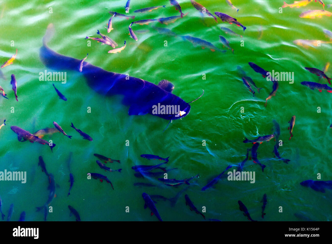 Chernobyl catfish hi-res stock photography and images - Alamy